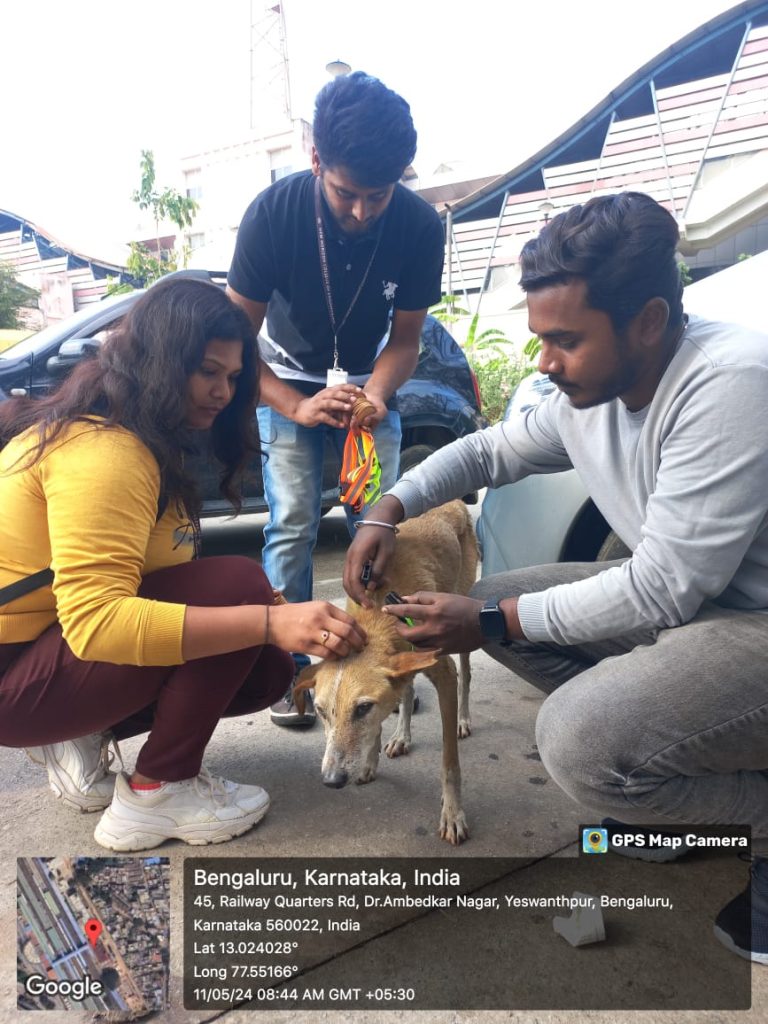 Collaring the Street Dogs – NSS CLUB